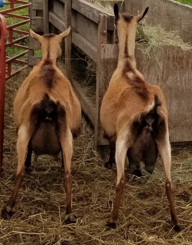 The Heritability of Udder Traits - Goat Journal